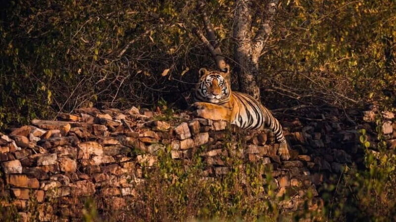 Official Panna National Park Sharing Tiger Safari - Key Points