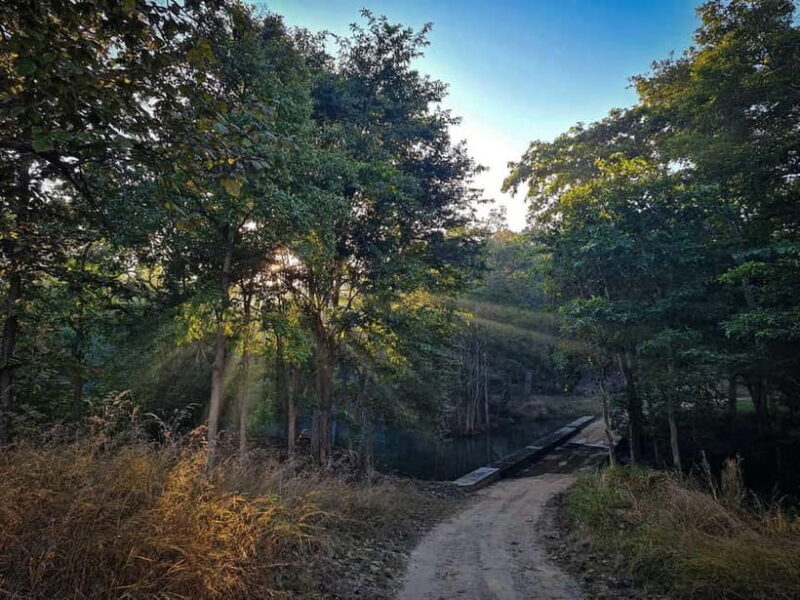 Official Panna National Park Sharing Tiger Safari - What to Expect from Your Safari