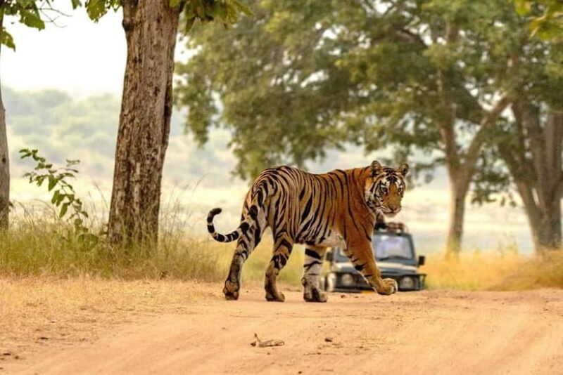 Official Panna National Park Sharing Tiger Safari - FAQ