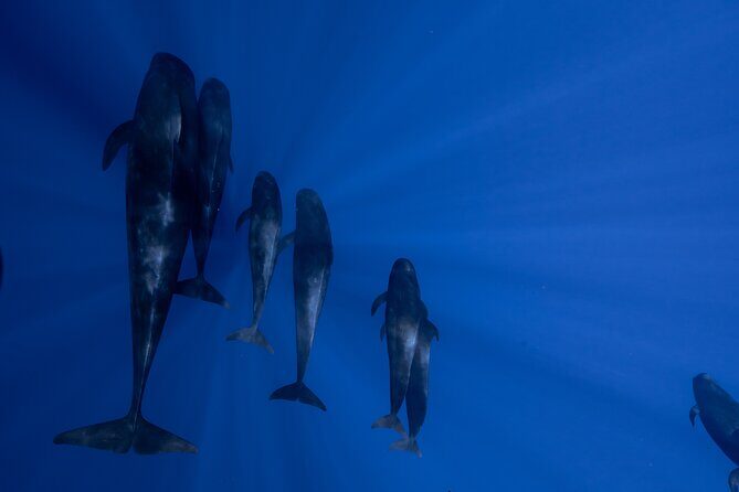 Offshore Safari Adventure in Kona with Underwater Videos - Introduction: Why This Tour Might Be Your Perfect Kona Marine Adventure