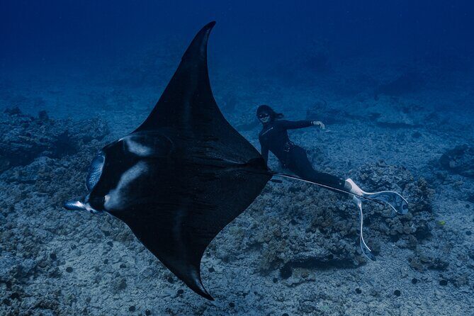 Offshore Safari Adventure in Kona with Underwater Videos - The Sum Up: Who Will Love This Tour?