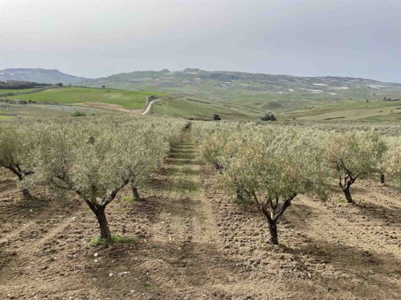Oil and food tasting in the province of Agrigento - Key Points
