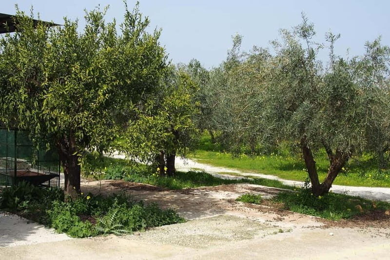 Oil Mill and Agro-Food Market from Costa del Sol - Final Thoughts