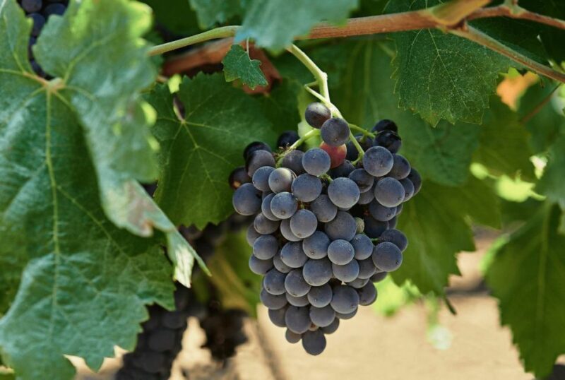 Oil & Wine Tasting - Introduction
