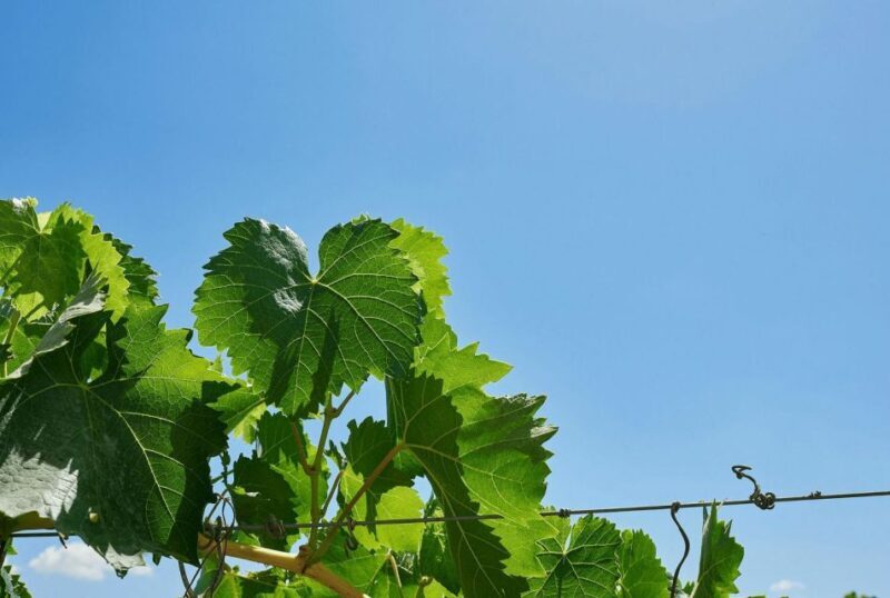 Oil & Wine Tasting - FAQs