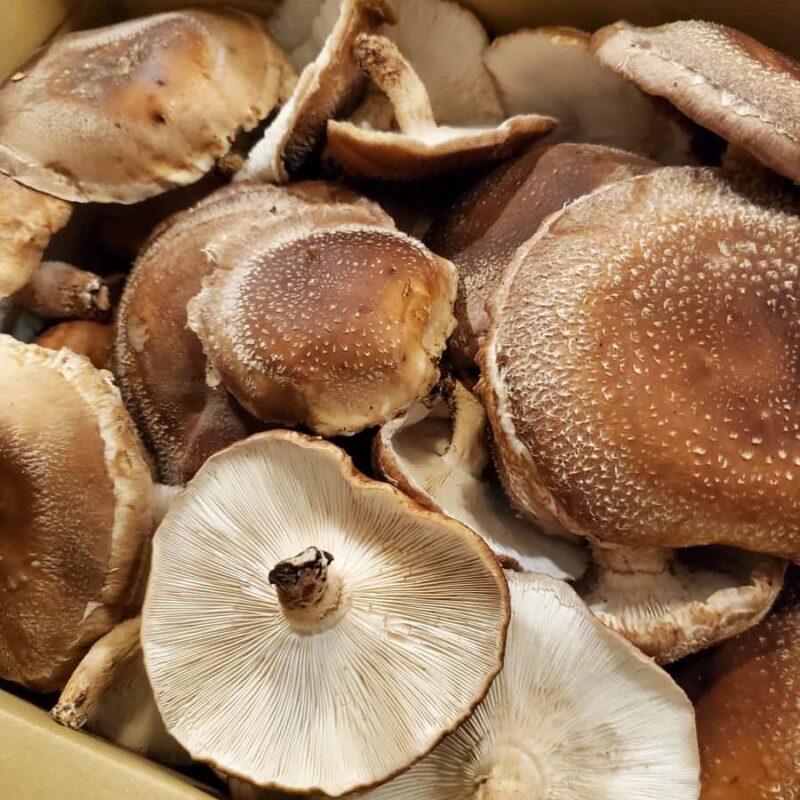 Oita: Shiitake Mushroom Farm Tour & Tasting - FAQ
