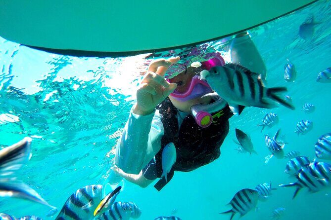 OK from 2 years old! / Sea picnic & snorkel - Authentic Feedback from Travelers