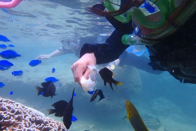 OK from 2 years old! / Sea picnic & snorkel - Who Will Love This Tour?