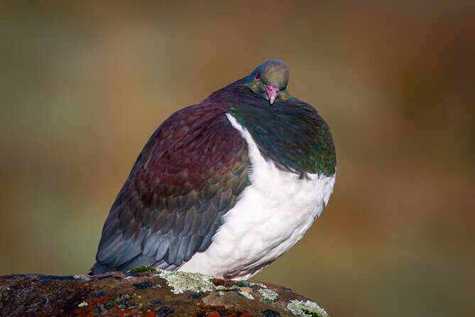 Okarito Nature Tour - Key Points