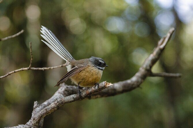 Okarito Nature Tour - Who Should Consider This Tour?