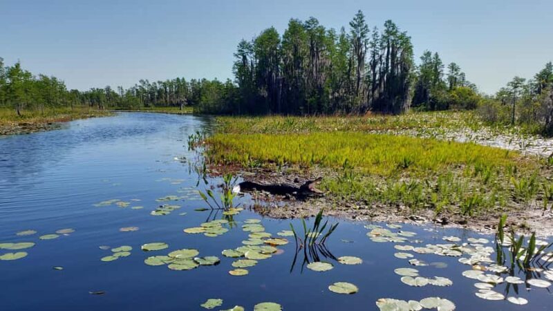 Okefenokee Swamp: Guided Boat Tour with a Local Naturalist - Key Points