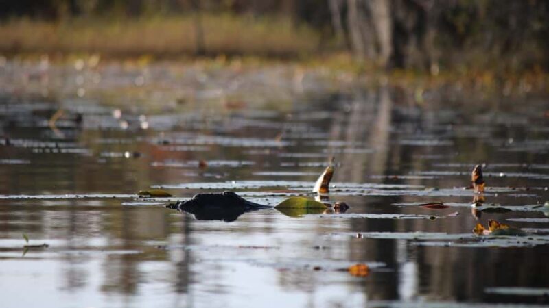 Okefenokee Swamp: Guided Boat Tour with a Local Naturalist - The Sum Up: Who Should Consider This Tour?
