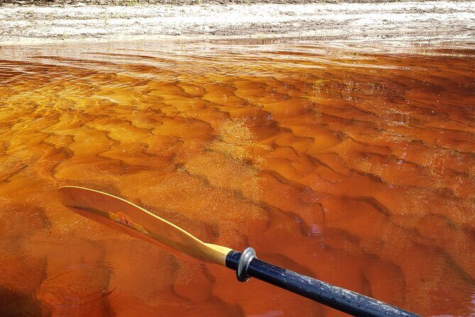 Okefenokee Swamp: Guided Kayak Tour with a Local Naturalist - Why This Tour Is Worth Considering