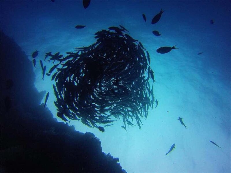 Okinawa: Blue Cave Snorkeling Tour Free Parking for Drivers - Who Should Consider This Tour?