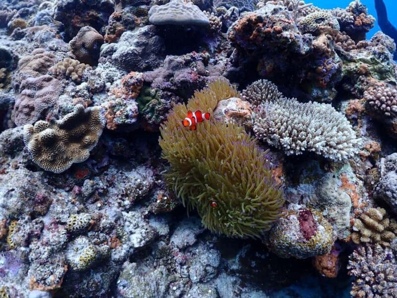 Okinawa: Boat Fun Diving at Minna, Sesoko or Motobu - Key Points