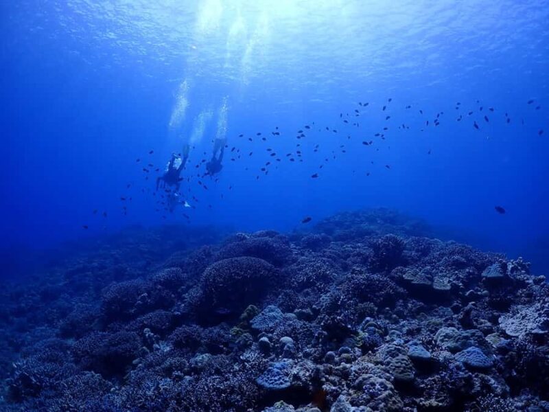 Okinawa: Boat Fun Diving at Minna, Sesoko or Motobu - An In-Depth Review of Okinawa’s Boat Fun Diving Experience