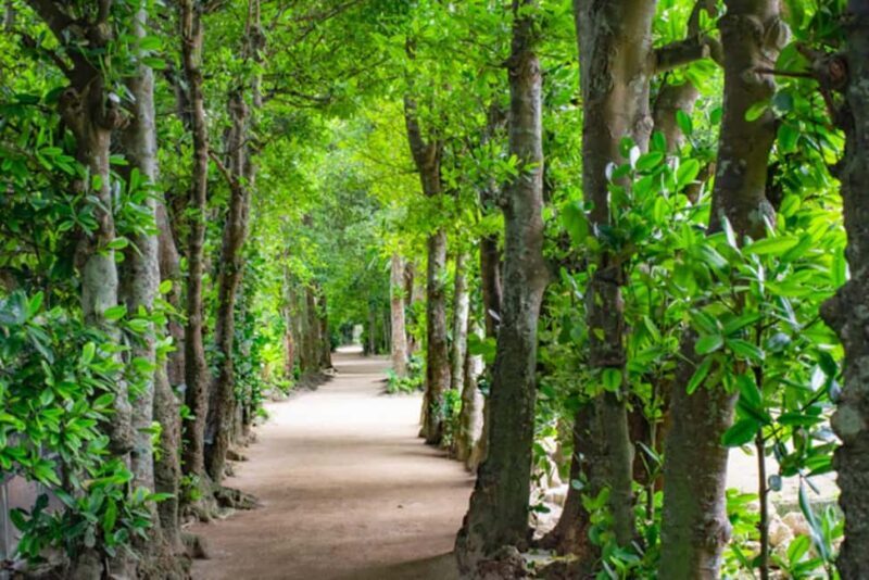 Okinawa: Churaumi Aquarium, Manzamo, Kouri Island Tour - A Practical Introduction to the Tour