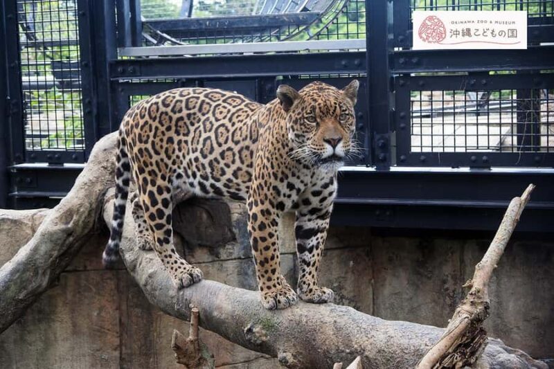 Okinawa City: Zoo and Museum Guided Tour with Transfer - A Close Look at the Tour Experience