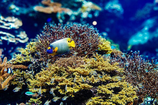 Okinawa Essentials: Classic Route Private Tour - Price and Value: Is It Worth It?