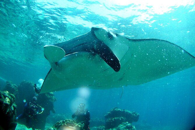 Okinawa: From Naha: 1 day Kerama Islands diving license required - Key Points