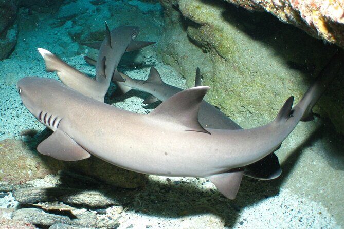 Okinawa: From Naha: 1 day Kerama Islands diving license required - An In-Depth Look at the Tour Experience