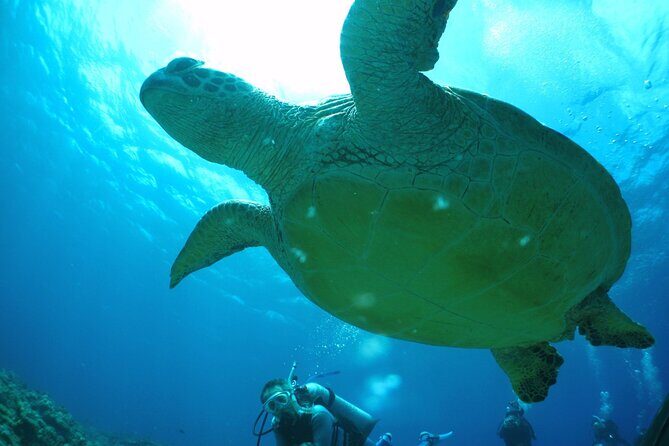 Okinawa: From Naha: 1 day Kerama Islands diving license required - Practical Tips for a Smooth Day