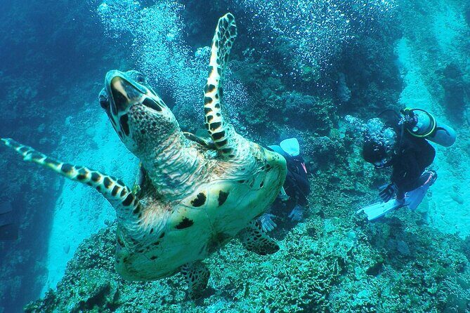 Okinawa: From Naha: 1 day Kerama Islands diving license required - Final Thoughts: Is This Tour Right for You?