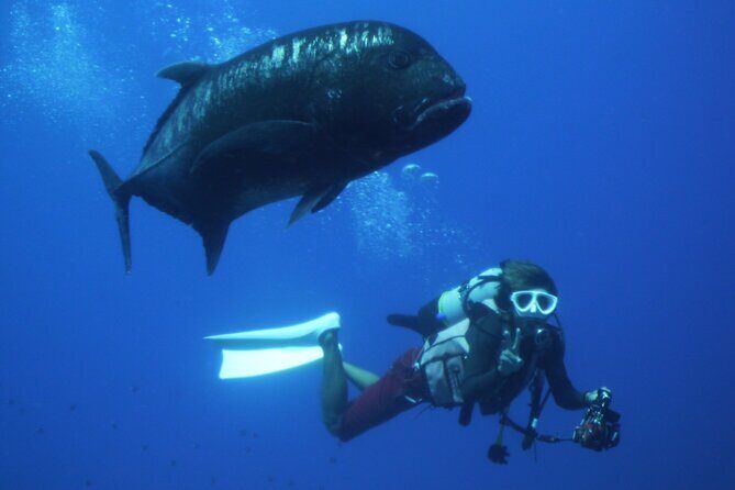 Okinawa: From Naha: 1 day Kerama Islands diving license required - FAQ