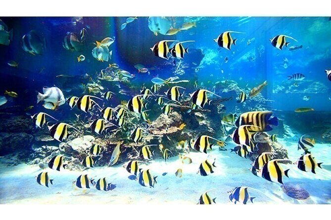 Okinawa Hip-hop Bus B - 2 Course Tour (Okinawa Churaumi Aquarium) - Who Should Consider This Tour?