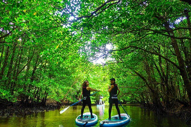 Okinawa Iriomote Mangrove SUP or Canoe Tour - Why This Tour Is Worth the Price
