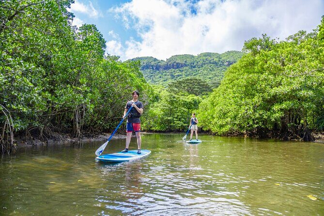 Okinawa Iriomote Mangrove SUP or Canoe Tour - Insights from Travelers