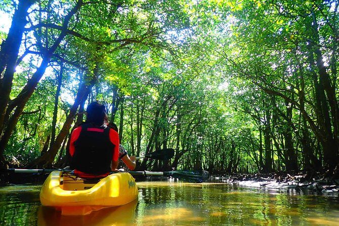 Okinawa Iriomote Mangrove SUP or Canoe Tour - The Experience in Detail