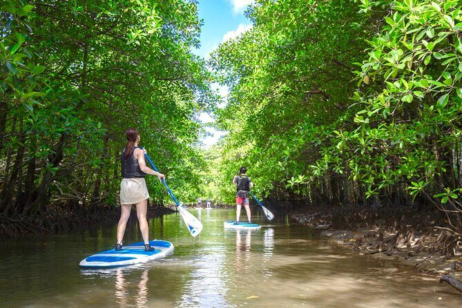 Okinawa Iriomote Mangrove SUP or Canoe Tour - FAQ - Frequently Asked Questions