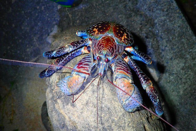 Okinawa Iriomotejima Night Adventure Tour - FAQ