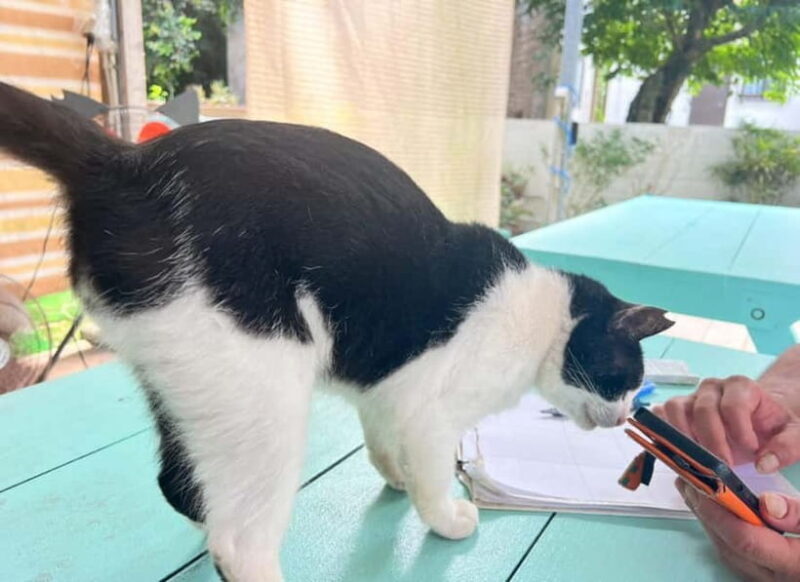 Okinawa : Let's play with cats and have lunch! at Ufuyaa - Why It’s Worth It