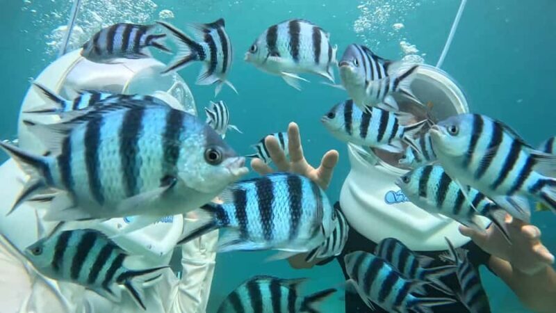 Okinawa MarinSportsSeaWalk in Onna village (free benefits) - An Authentic Marine Adventure for Everyone