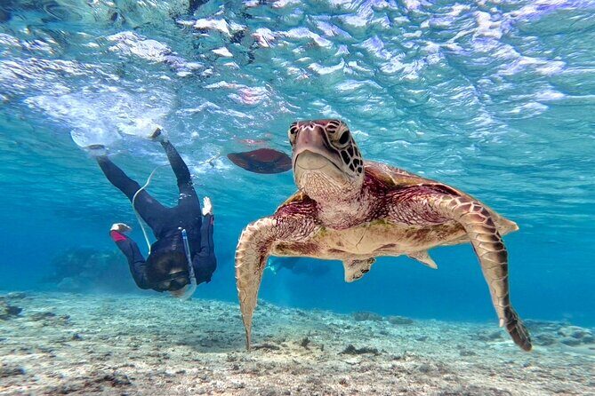 Okinawa Miyako Beach SUP or Canoe and sea turtle Snorkeling - Discover the Beauty of Miyakojima’s Ocean with SUP, Canoe, and Snorkeling