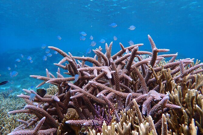 [Okinawa Miyako] Natural Aquarium! Tropical Snorkeling. - What the Reviews Say