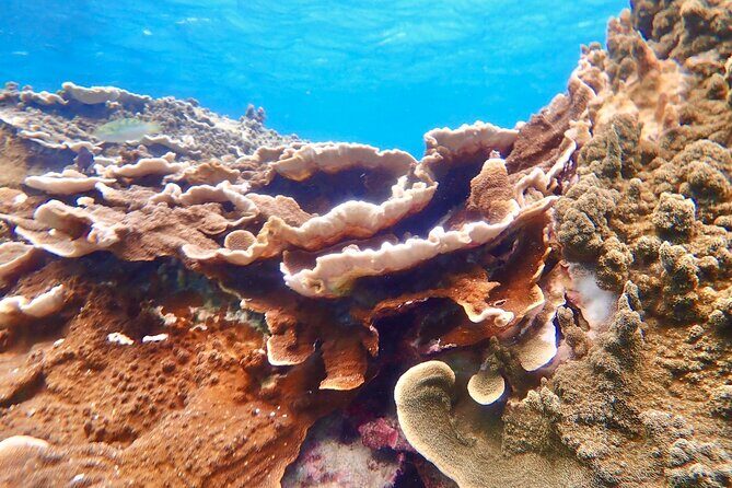 [Okinawa Miyako] Natural Aquarium! Tropical Snorkeling. - The Sum Up: Who Should Book This?