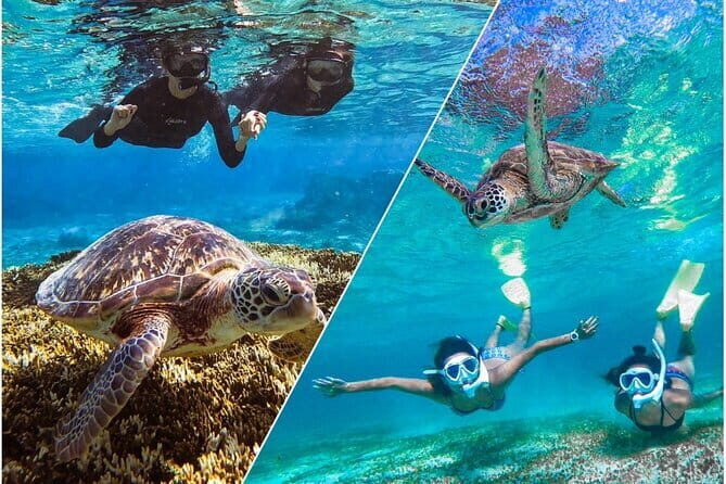 Okinawa Miyako Sea turtle Snorkeling Free Pick up and Drop off - The Real Experience: What You Can Expect