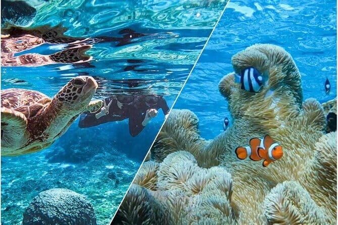 Okinawa Miyako Sea turtle Snorkeling Free Pick up and Drop off - Why This Tour Works Well