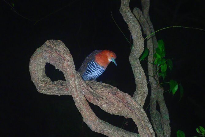 Okinawa Miyako Star gazing and subtropical jungle night tour - Evaluating the Value