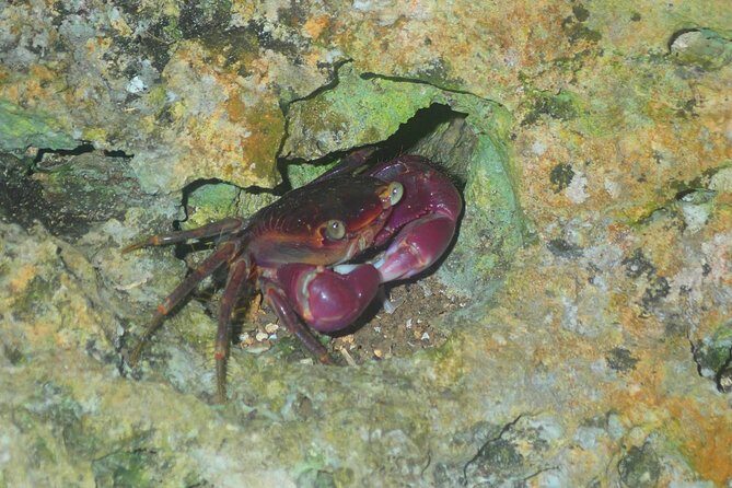 Okinawa Miyako Star gazing and subtropical jungle night tour - The Experience in Context
