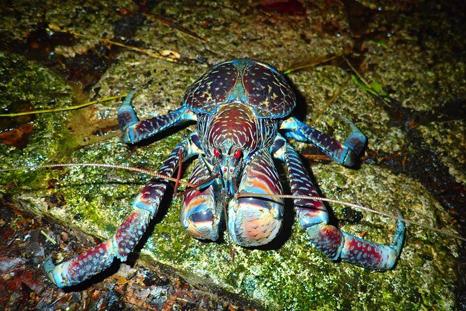 Okinawa Miyako Star gazing and subtropical jungle night tour - The Sum Up