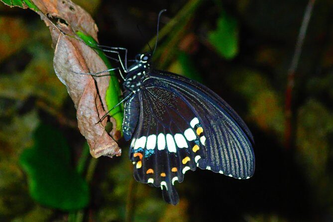 Okinawa Miyako Star gazing and subtropical jungle night tour - Frequently Asked Questions