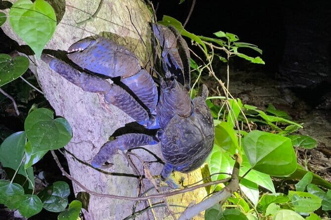 Okinawa Miyako Starry Sky Jungle Exploration Tour - What’s This Tour All About?