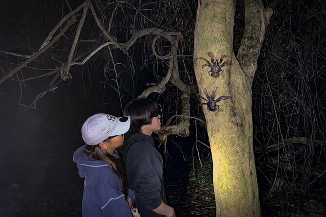 Okinawa Miyako Starry Sky Jungle Exploration Tour - Authentic Experiences: What Travelers Say