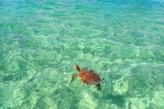 [Okinawa Miyako] SUP or Canoe + sea turtle Snorkeling(half-day) - An Inviting Introduction to Miyako’s Waters