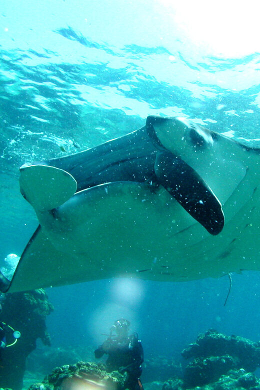 Okinawa: Naha: 1 day Kerama Islands diving license required - An In-Depth Look at the Tour Experience