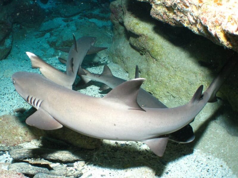 Okinawa: Naha: 1 day Kerama Islands diving license required - Who Should Consider This Tour?